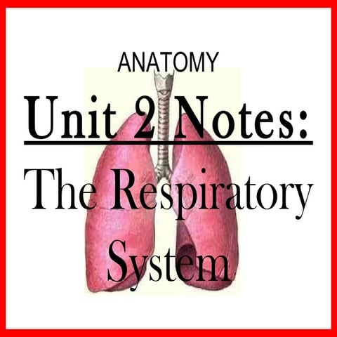Anatomy Unit 2 Notes: The Respiratory System | PPT