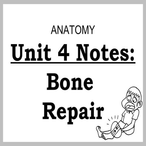 Anatomy Unit 4 Notes: Bone Repair | PPT