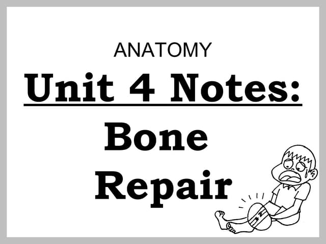 Bone remodelling and types of bone | DOCX