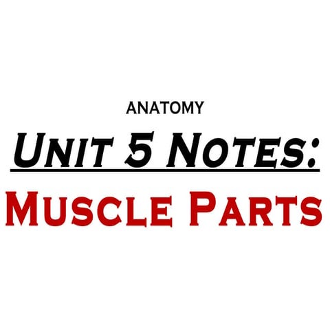 Anatomy unit 5 skeletal and muscular systems muscle types notes | PPT
