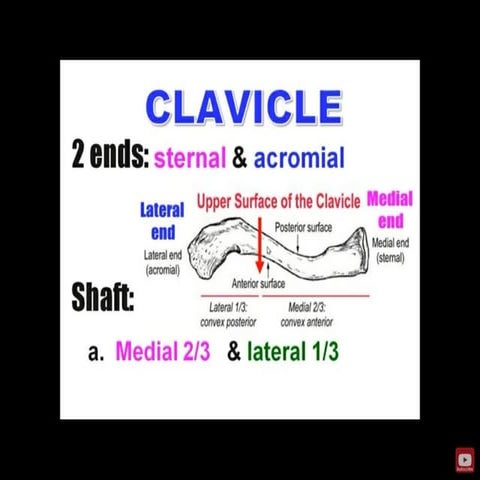 Anatomy upper limb summary mself.pdf