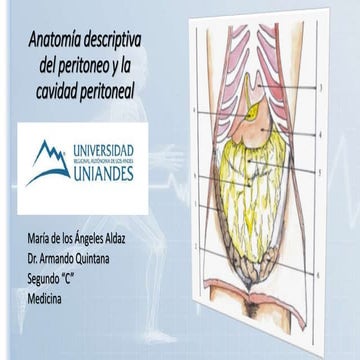 NETTER ABDOMEN anatomia para medicina netter | PDF