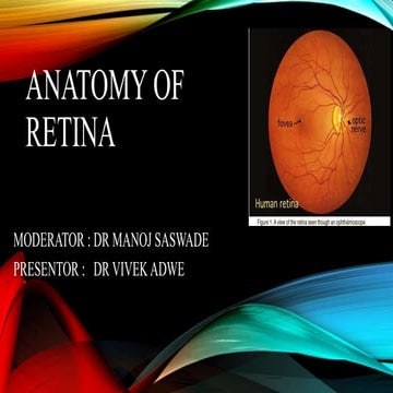Anatomy and Physiology of retina | PPTX