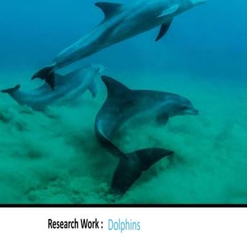 Anaya s dolphin ppt.pptx