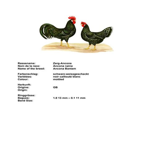 Ancona bantam chickens | PDF | Birds | Pets