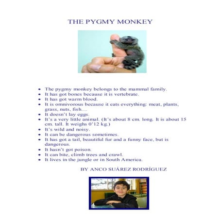Anco the pygmy monkey | PDF