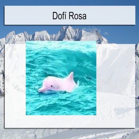 DOFÍ ROSA | ODP
