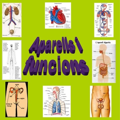 Els aparells del cos humà | ODP