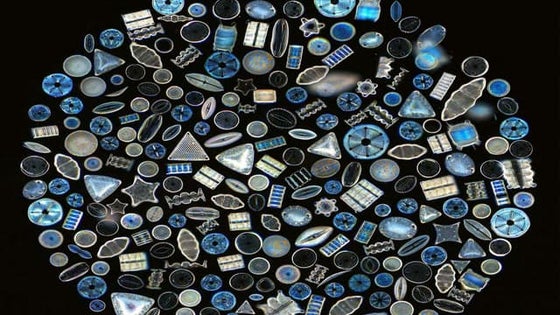 Functionalized Diatoms Poster Presentation | PPT