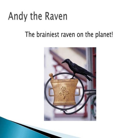 Andy the raven | PPT