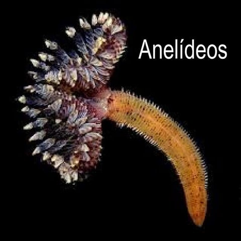 Anelídeos | PPT