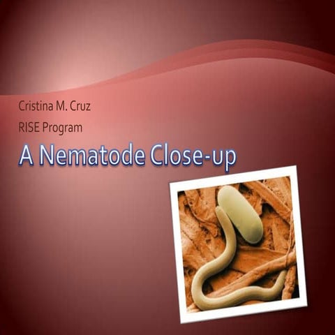 A nematode close up | PPTX | Biological Sciences | Science