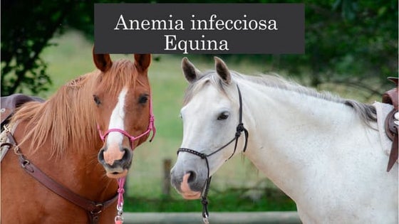 ANEMIA INFECCIOSA EQUINA.pptxTRABAJO PP | PPT