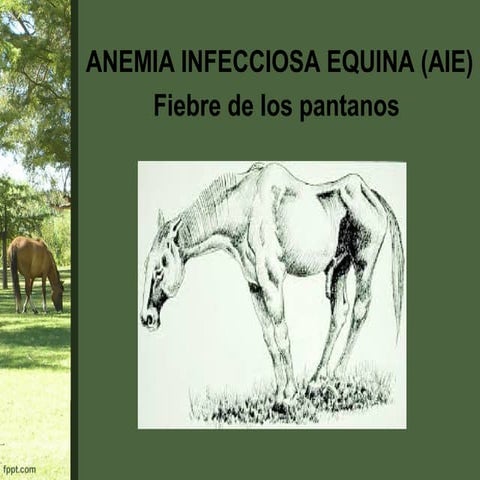 anemia infecciosa equina.pptx medicina veterinaria | PPTX