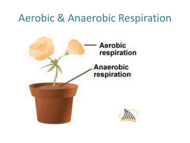aerobic and anaerobic respiration.pptx