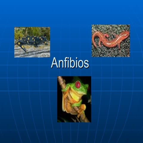 Anfibios | PPT