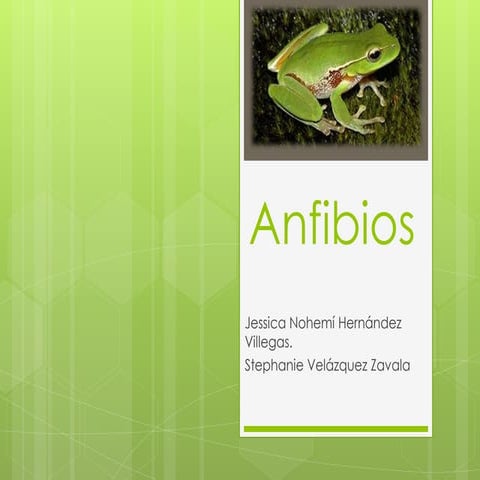 Anfibios | PPTX