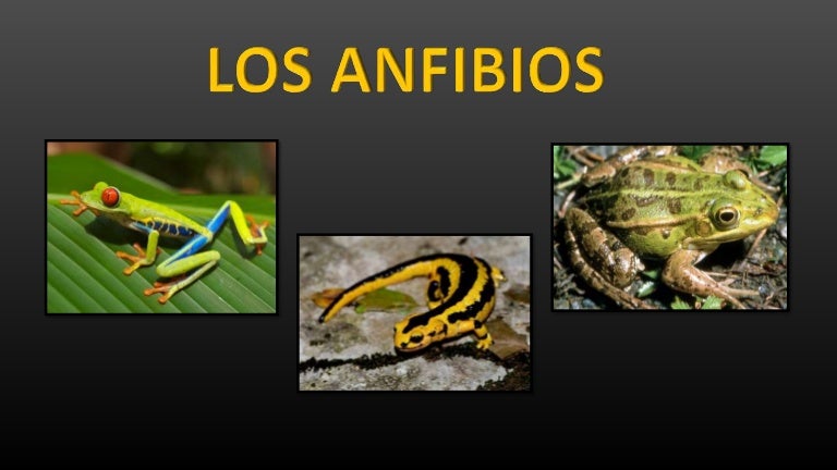 Anfibios
