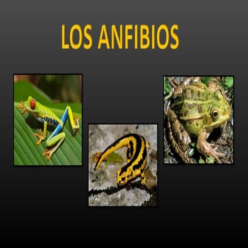 Anfibios | PPTX
