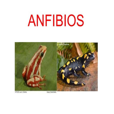 Anfibios e insectos | PPT