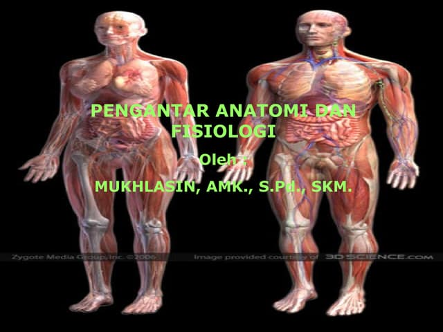 Pengantar Anatomi Fisiologi Manusia | PPT