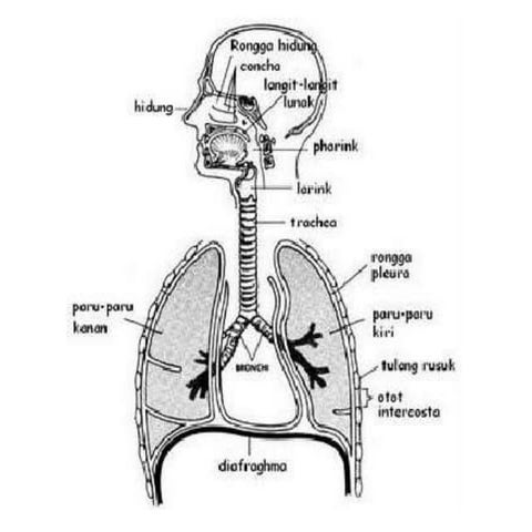 Anfis respirasi | PPTX