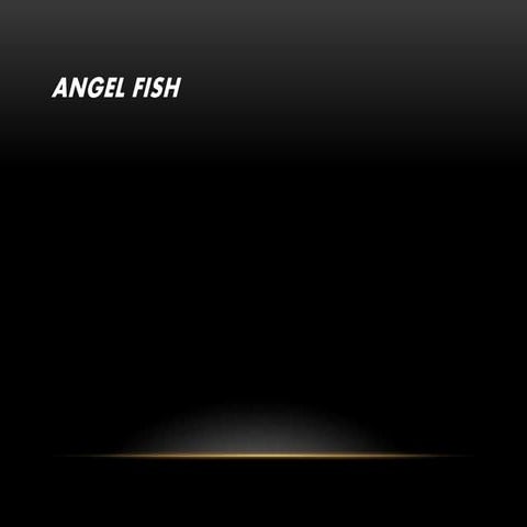 Angel fish | PPTX