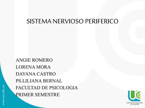 SISTEMA PERIFERICO Y EL SISTEMANERVIOSO.pptx | Brain and Nervous System ...
