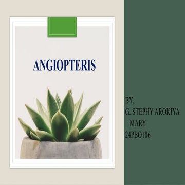 ANGIOPTERIS a pteridophyte fern (king fern) | PPTX