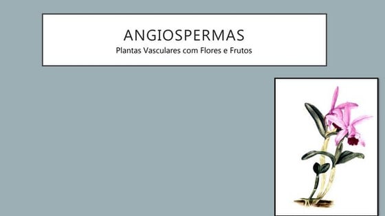 Semente – Anatomia E Morfologia | PPT
