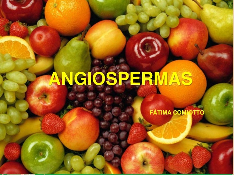 Angiospermas