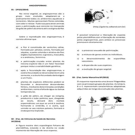 Angiospermas 2014 exercicios sobre plantas | DOCX