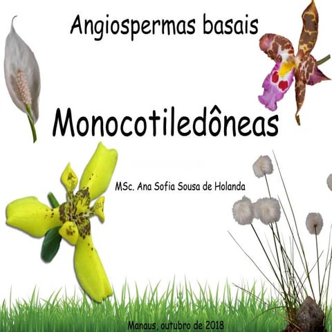 Angiospermas basais monocotiledoneas | PPT