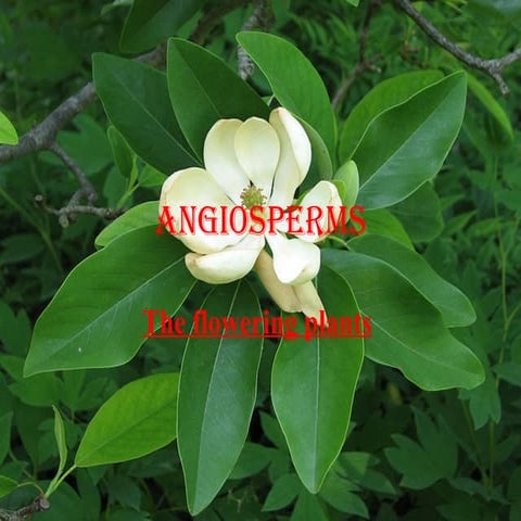 Angiosperms | PPT