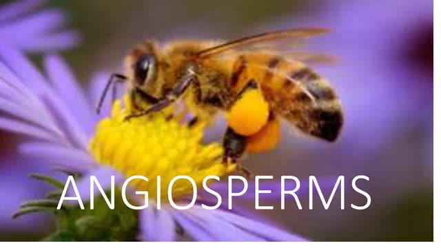 Plant divisions gymnosperms and angiosperms | PPT