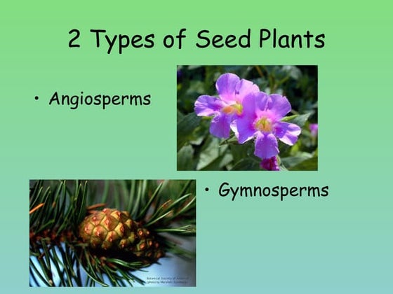 Life cycle of flowering plants | PPT