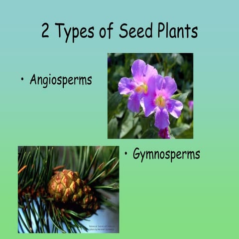 Angiosperms and Gymnosperms.ppt