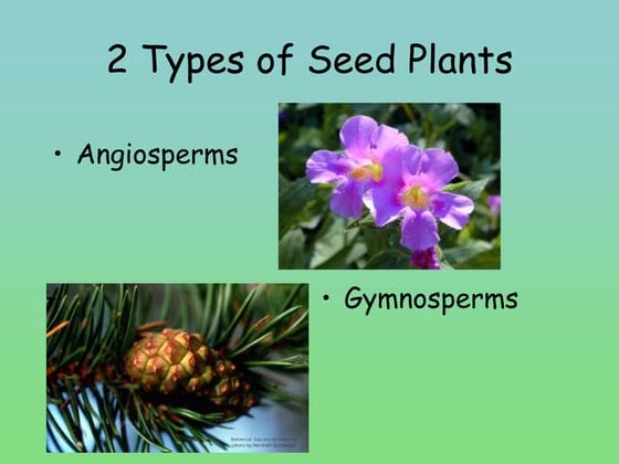 Angiosperm and Gymnosperm presentation.ppt
