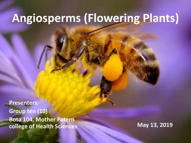 Plant divisions gymnosperms and angiosperms | PPT