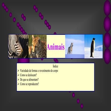 Forma Dos Animais E Simetria | PDF