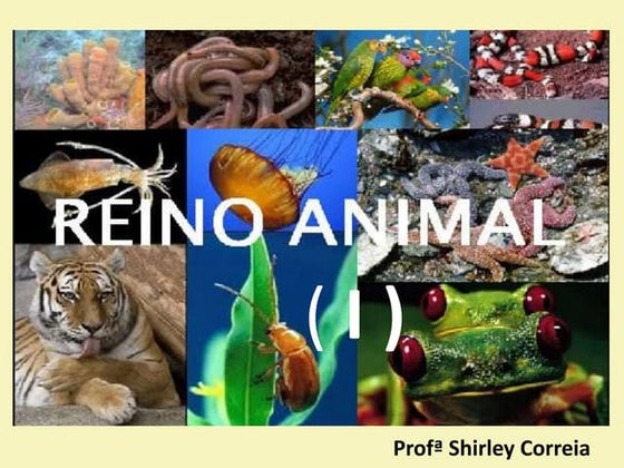 Reino Animalia Reino Animal — Northern Pictures