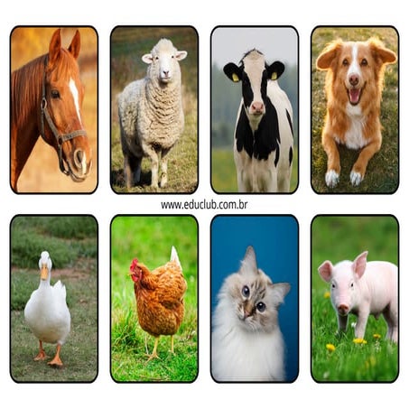 Common Farm and Domestic Animals in Portuguese Vocabulary | PDF
