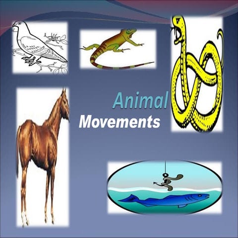 Animal | PPT
