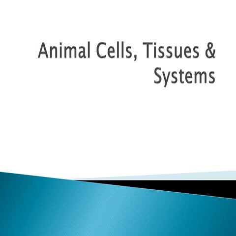Animal systems ppt presentation | PDF
