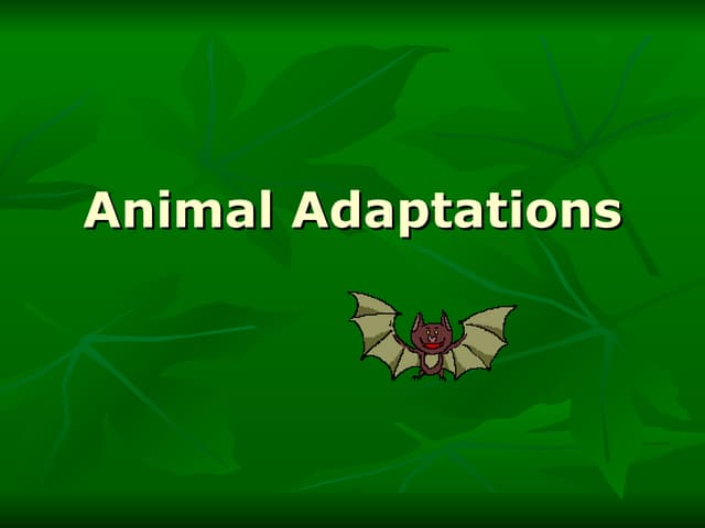 Animal adaptations introduction | PPTX