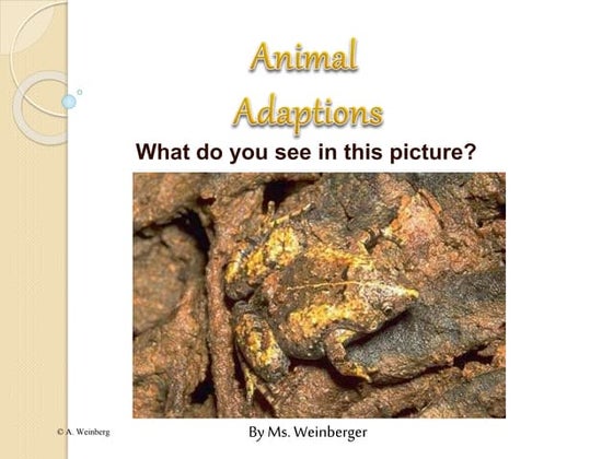 Animal adaptations introduction | PPTX | Reptiles | Pets