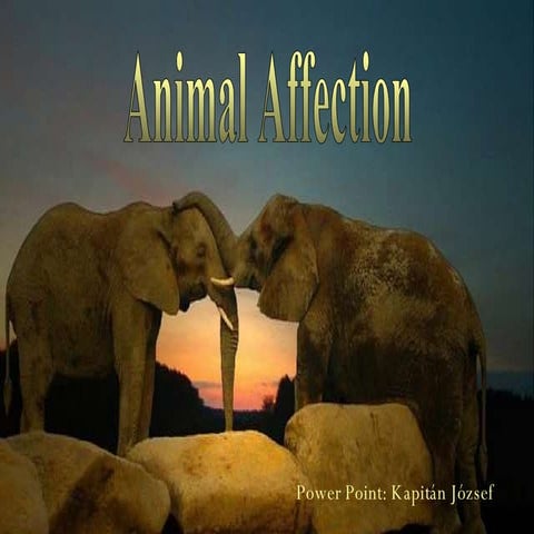Animal Affection | PPT