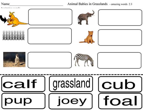 Reading- Unit 2- Animal Babies in Grasslands Missing P | PDF