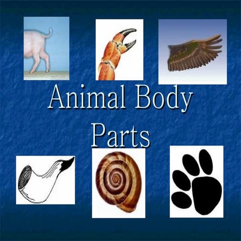 Animal body parts | PPT