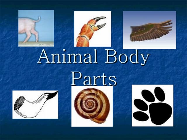 Animal parts and their functions | PPTX